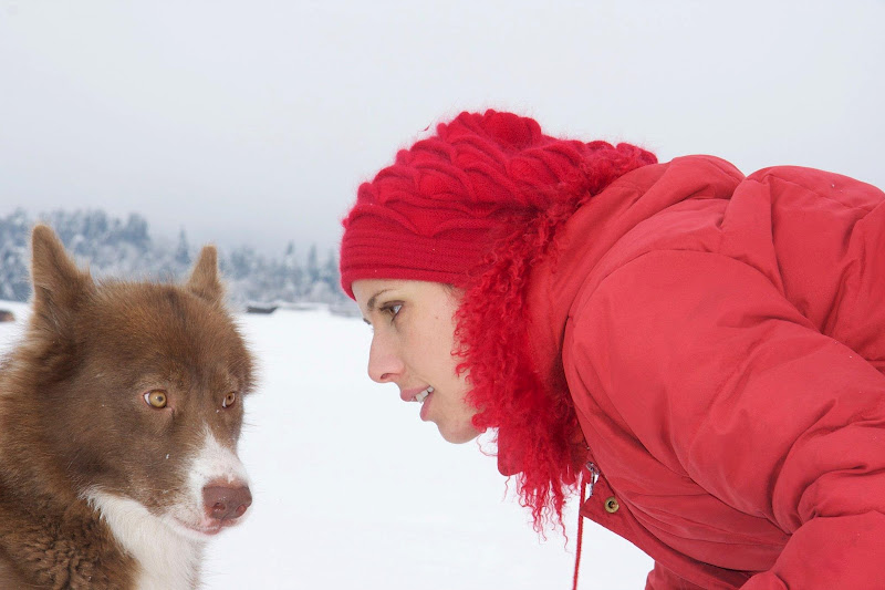Introduction | Canadian Inuit Dogs