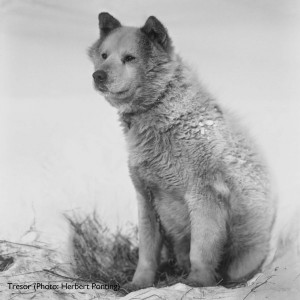 Historical Pictures | Canadian Inuit Dogs