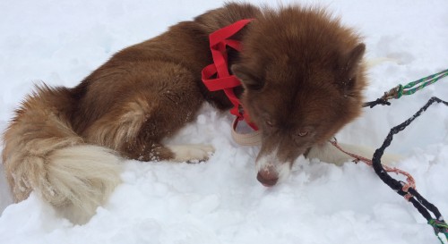 Introduction | Canadian Inuit Dogs